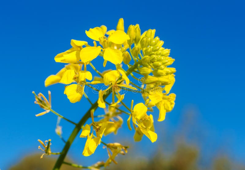 Gele mosterdbloem stock foto. Afbeelding bestaande uit land - 76492902