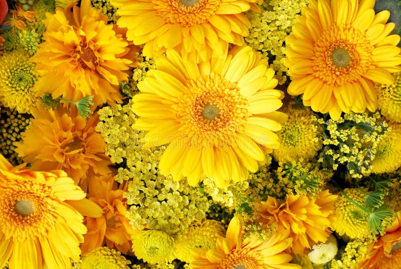 Gele bloemen stock afbeelding. Image of zomer, blij, geel - 10460775