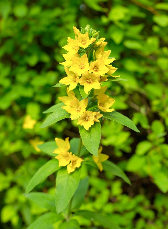 Gele bloemen in bloei stock foto. Image of achtergrond - 15060460