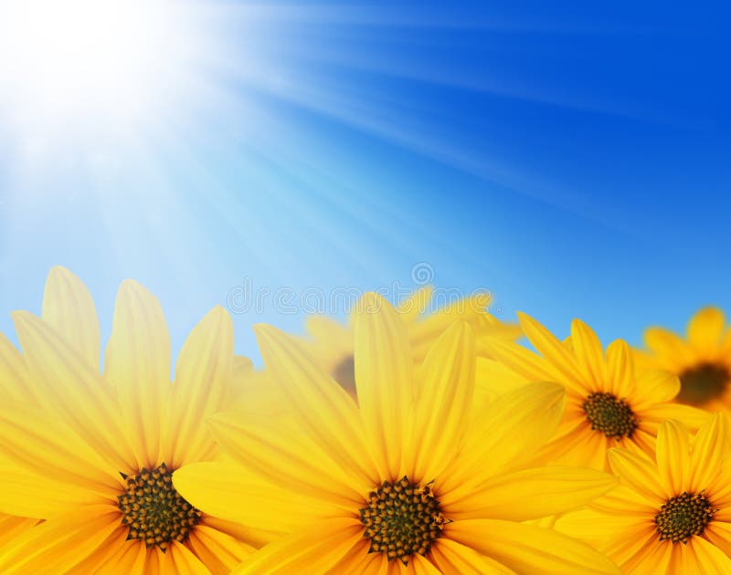 Gele bloemen in zon stock illustratie. Illustration of kleurrijk - 12308664