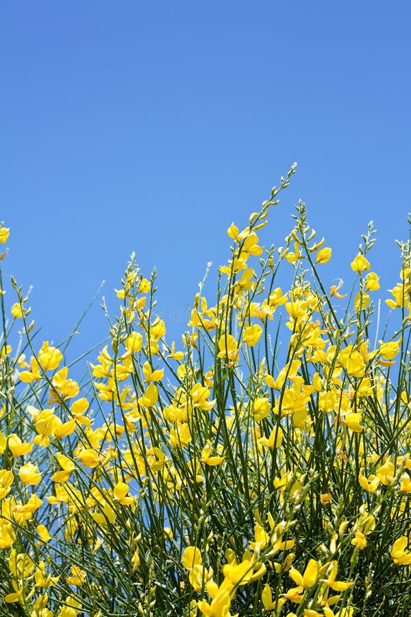 Gele Brem stock foto. Image of bloem, bloemblaadje, groot - 14615622