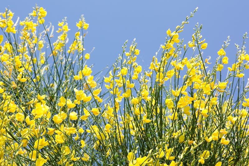 Gele Ginster stock foto. Image of stam, buiten, italië - 14804408