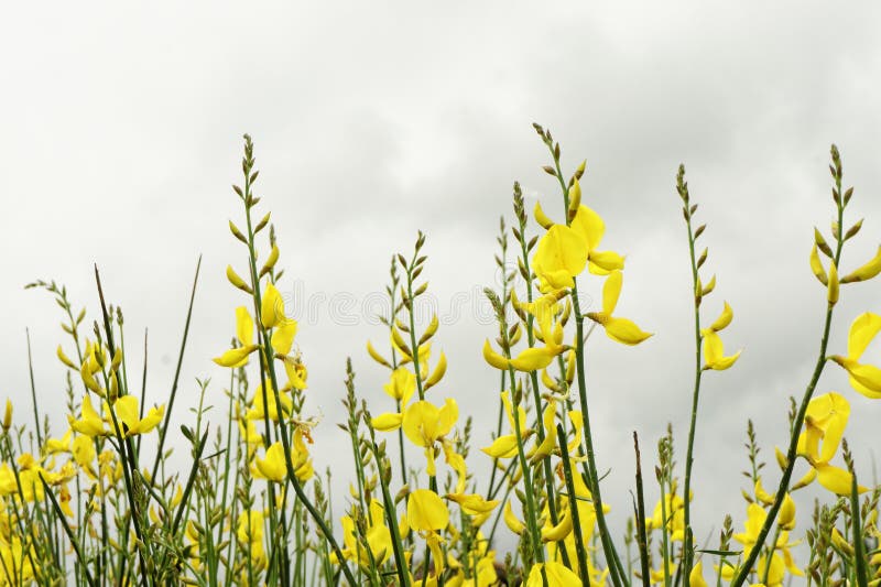 Gele Ginster stock foto. Image of stam, buiten, italië - 14804408
