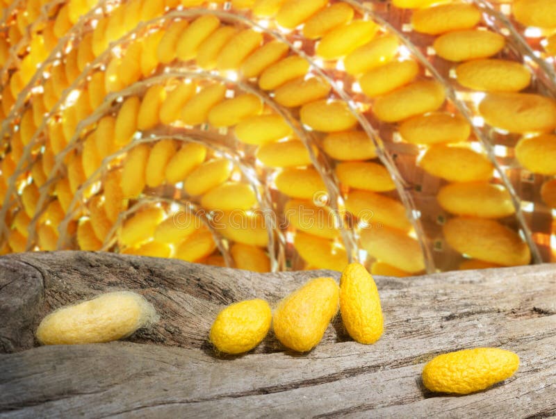Gele Cocons Van Zijderups Voor Het Maken Van Zijde Stock Afbeelding ...