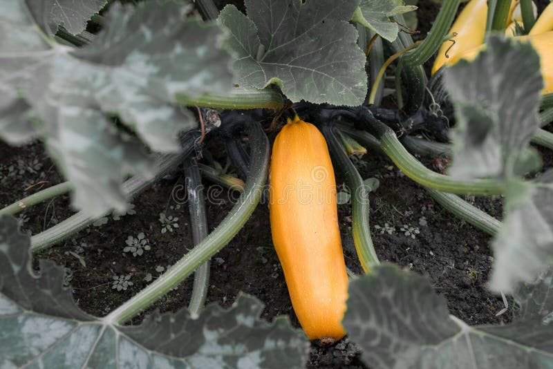 Gele courgette in de tuin stock foto. Image of groei - 126241324