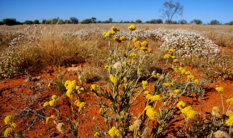 Gebied Van Broad-Leaf Parakeelya-bloemen in De Australische Woestijn ...