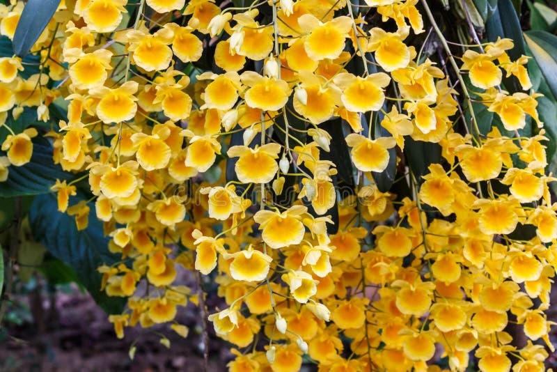Gele Dendrobium-orchidee stock foto. Image of orchidee - 38454416