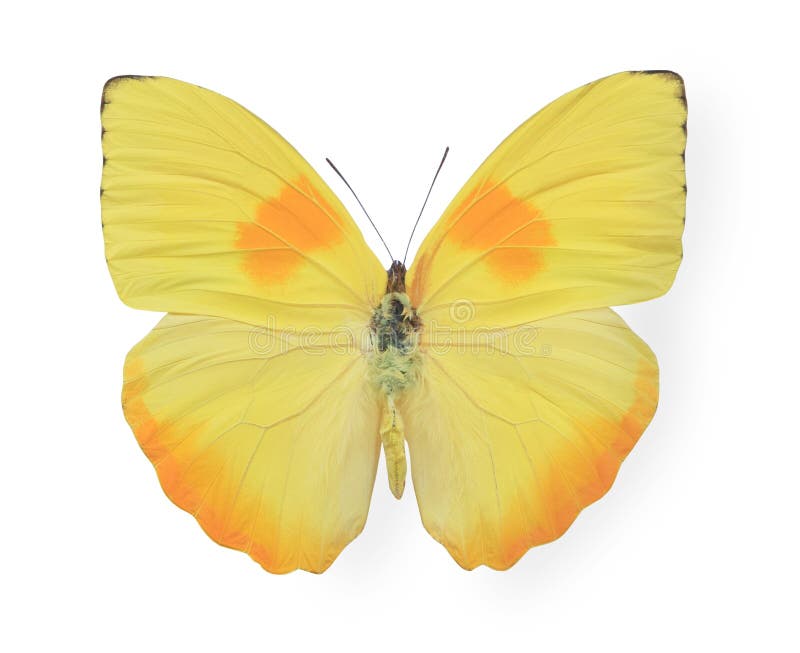 Gele vlinder stock foto. Image of geïsoleerd, tropisch - 17475538