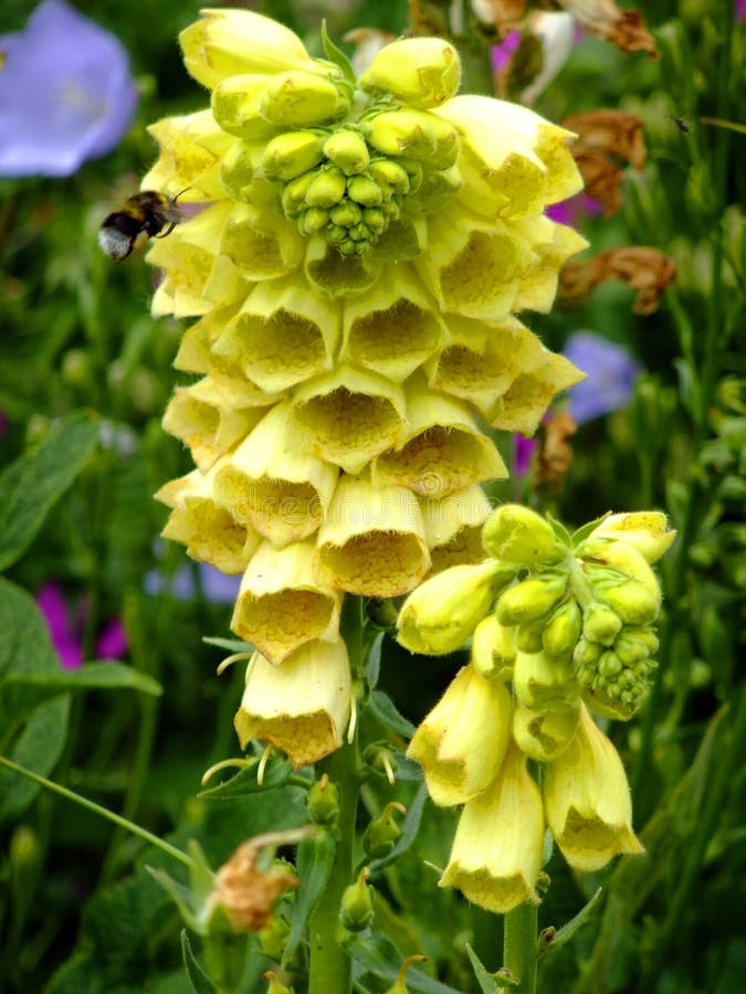 Gele Digitalis (grandiflora Vingerhoedskruid) Stock Afbeelding - Image ...