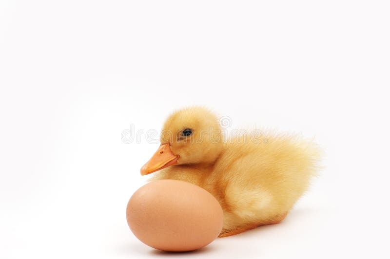 Gele Eend, Zittend Bij Het Ei Stock Afbeelding - Image of weinig ...