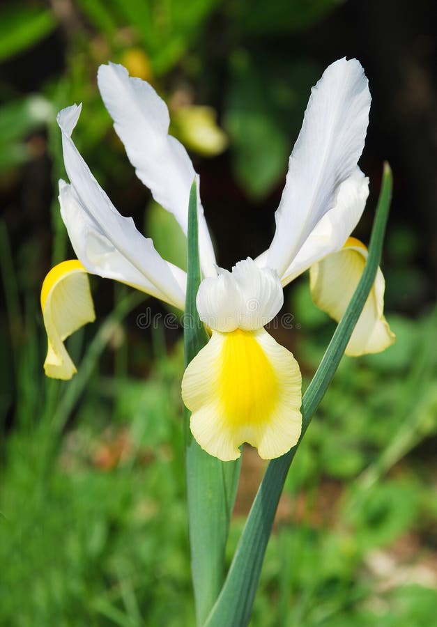 Gele en Witte Iris stock foto. Image of iris, flora, groen - 14289562