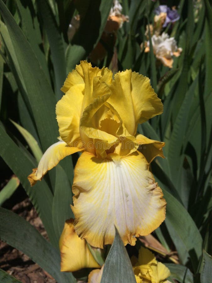 Gele en Witte Iris stock foto. Image of geel, bloem, iris - 65375316