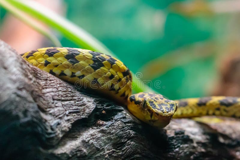 Zwarte en Gele Slang stock afbeelding. Image of adder - 86607807