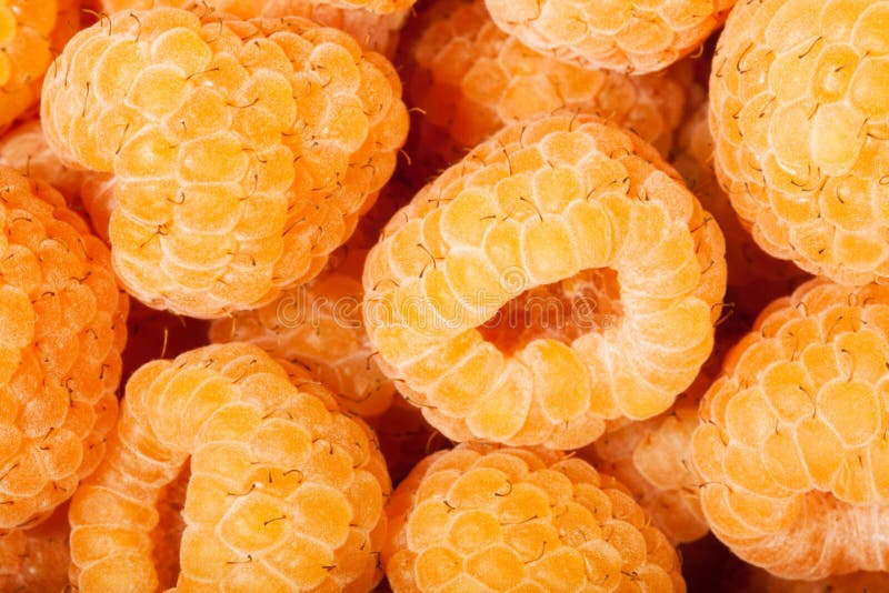 Gele framboos stock foto. Image of frambozen, voedsel - 33267436