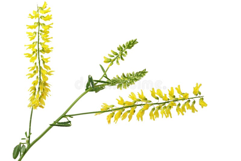 Gele Honingklaver stock afbeelding. Image of verscheidene - 15104577