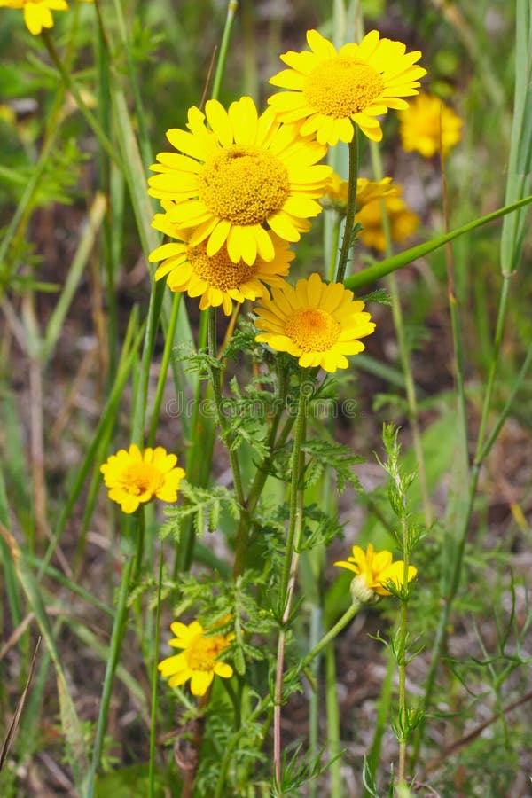 Gele kamille stock afbeelding. Image of nave, bloesem - 12482885