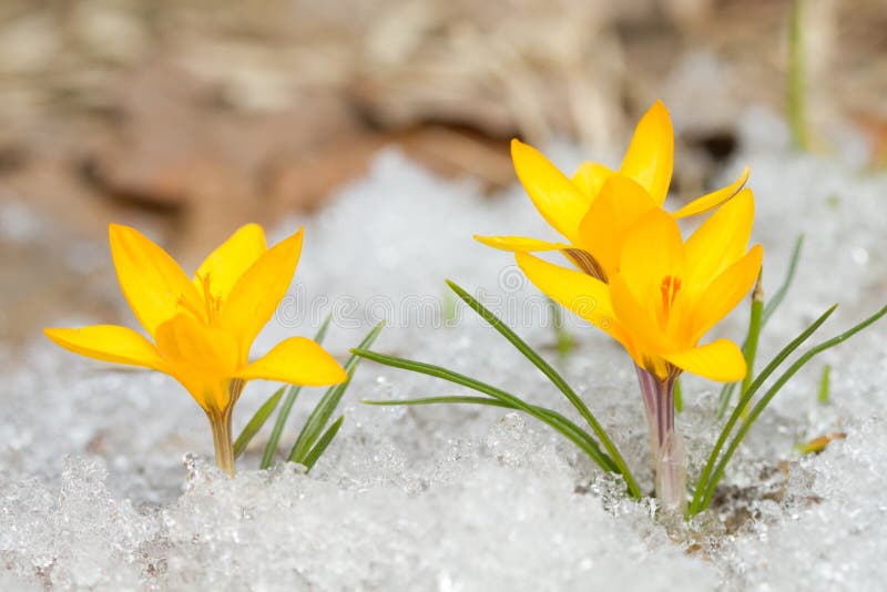 De Purpere Krokus Van Bloemen in De Sneeuw Stock Foto - Image of ...