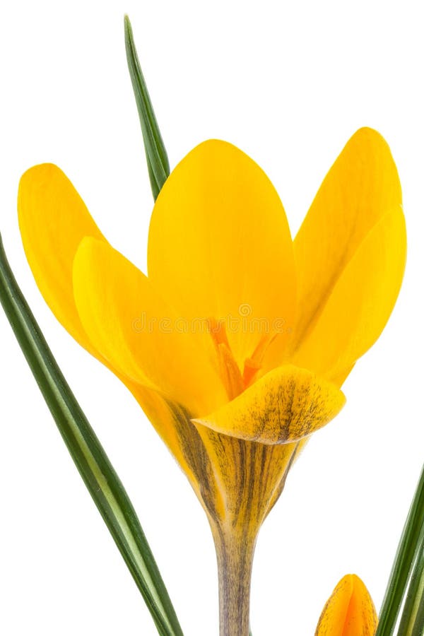 Gele krokus stock afbeelding. Image of bloemen, bloem - 39522899