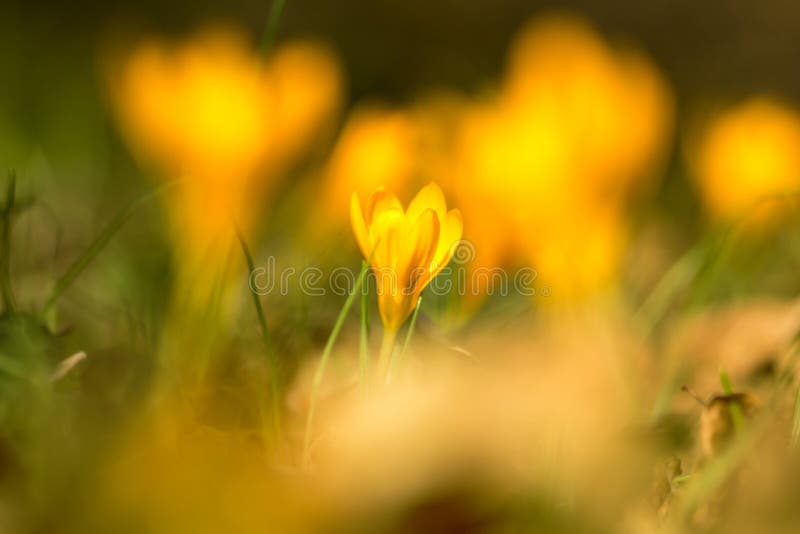 Gele Krokus, stock foto. Image of blad, seizoen, bloemblaadje - 67685136