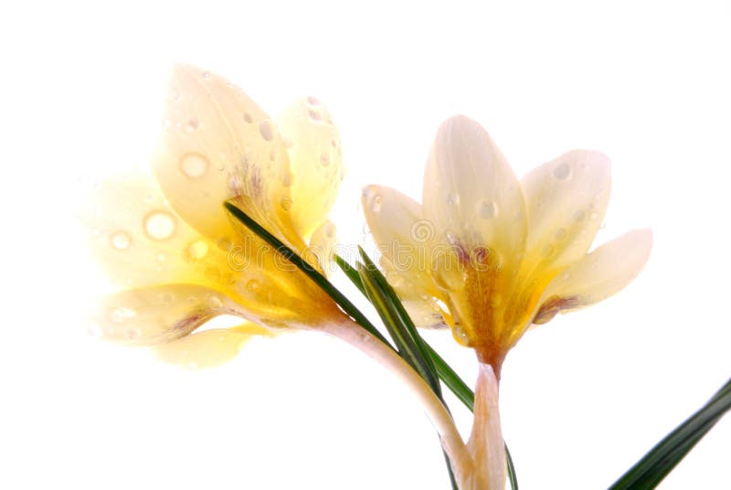 Gele krokus stock foto. Image of nave, bloemblaadje, klein - 8586808