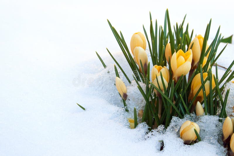 Krokussen stock afbeelding. Image of ijzig, krokus, krokussen - 29817779