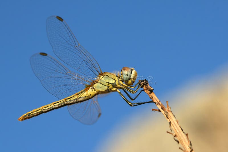 Gele libel stock foto. Image of geel, insect, roofdier - 11676372