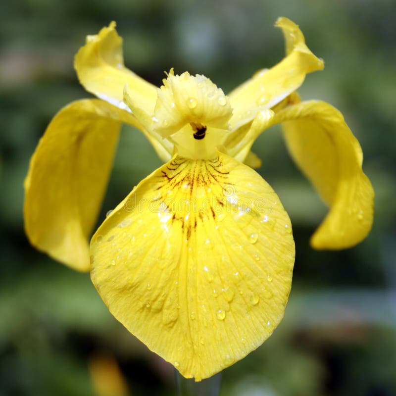 Gele iris stock afbeelding. Image of regen, lente, sier - 25191547