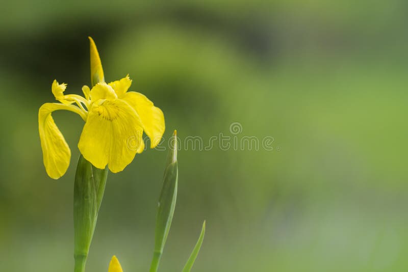 Gele Lis, Iris Amarillo, Pseudacorus Del Iris Imagen de archivo ...