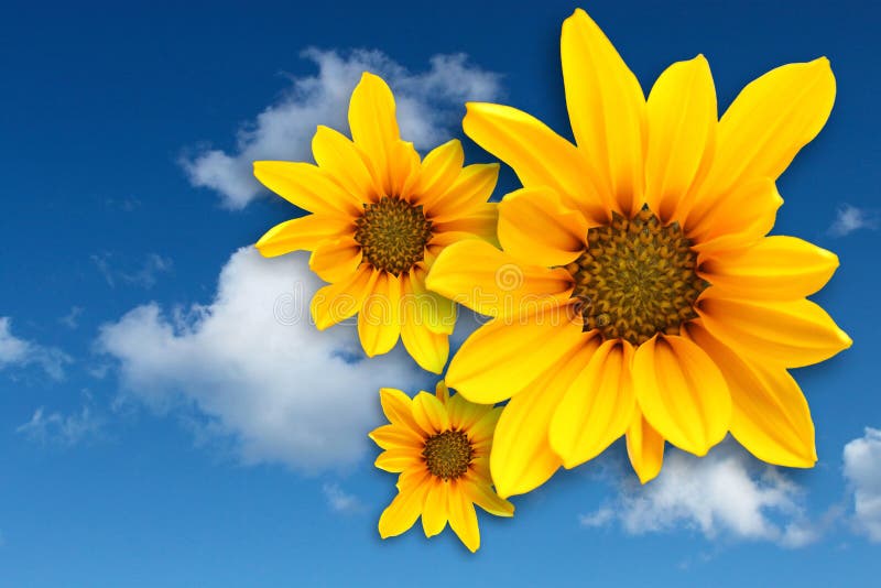 Gele margriet stock illustratie. Illustration of weide - 11193813