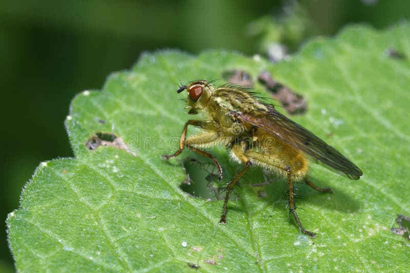 Harige Gele Wikke stock afbeelding. Image of klimmen - 70123391