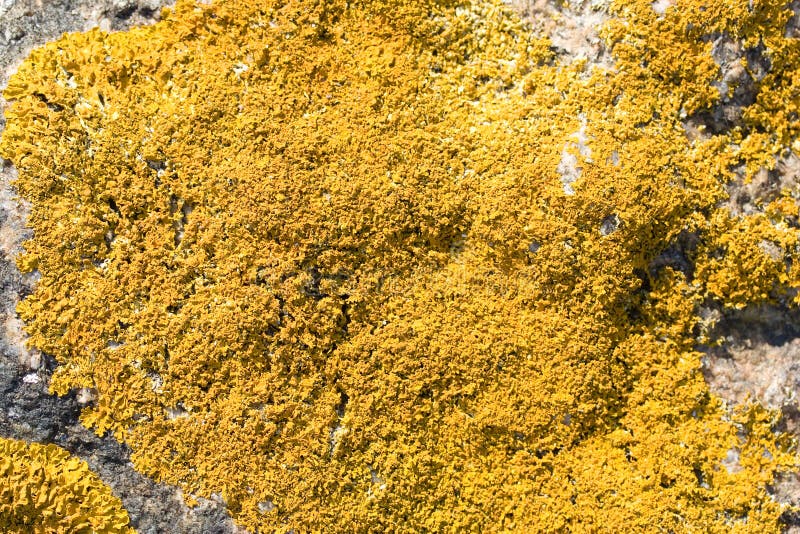 Gele Mos in De Natuur Op De Steen Stock Foto - Image of groen, naughty ...