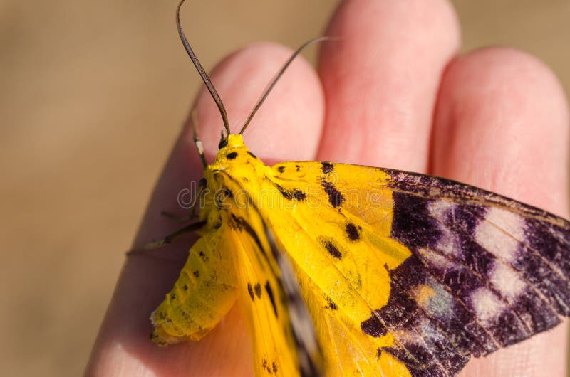 Gele mot stock afbeelding. Image of vlinder, insect, schoonheid - 28724235