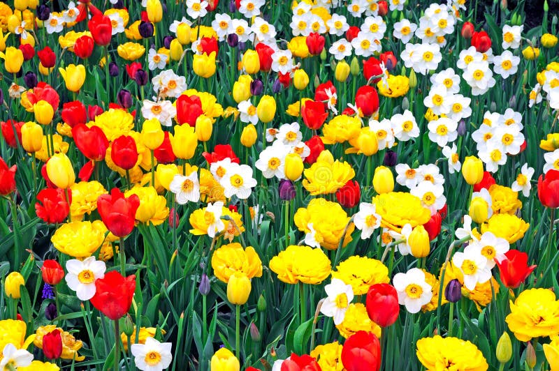 Tulp en gele narcis stock afbeelding. Image of rood, bloemblaadje ...