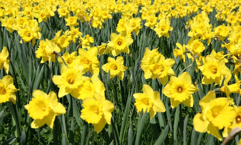 Gele narcissen stock afbeelding. Image of kleur, april - 13954331