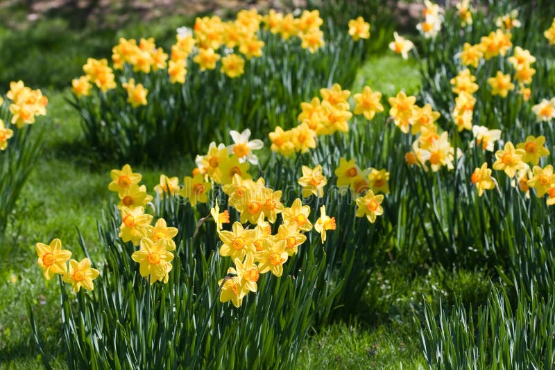 Gele narcissen stock foto. Image of bollen, bloemen, eeuwen - 23435978