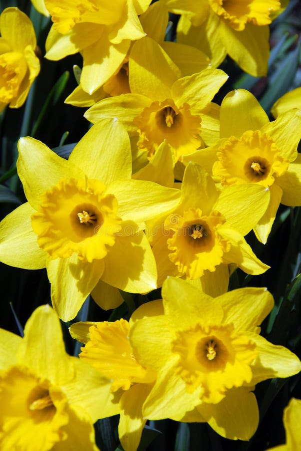 Narcissen stock foto. Image of daffodil, land, seizoengebonden - 7753678