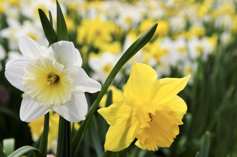Narcissen stock foto. Image of daffodil, land, seizoengebonden - 7753678