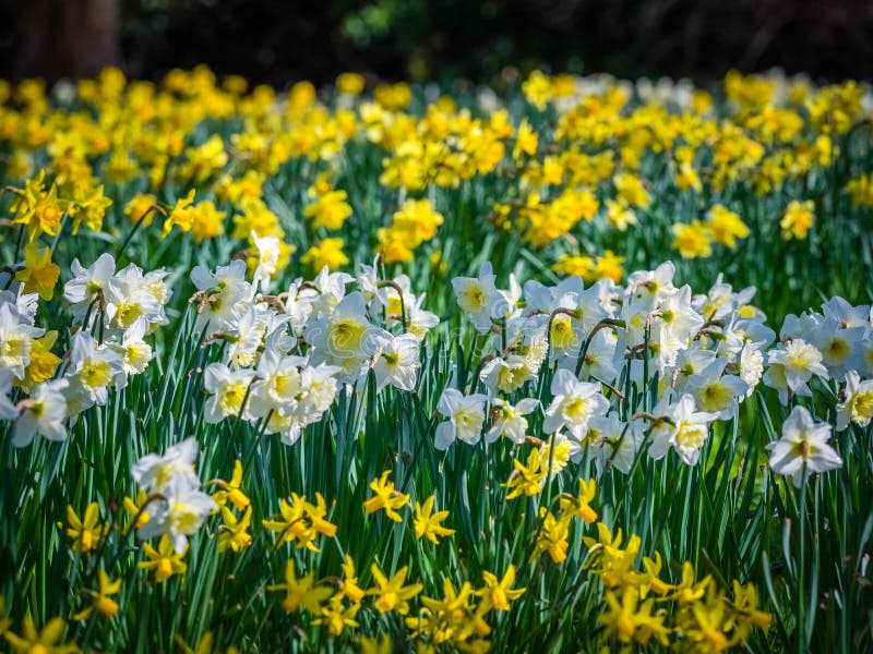 Gele narcissen in de lente stock foto. Image of plantkunde - 71147166