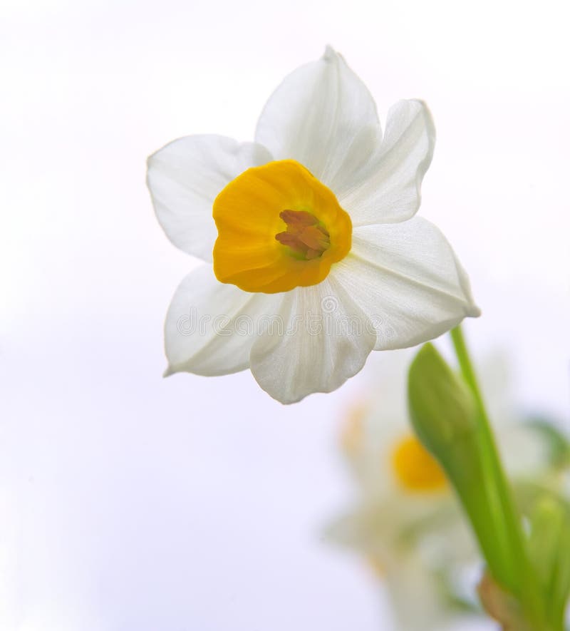 Gele narcissen op wit stock foto. Image of bloem, daffodil - 12947352