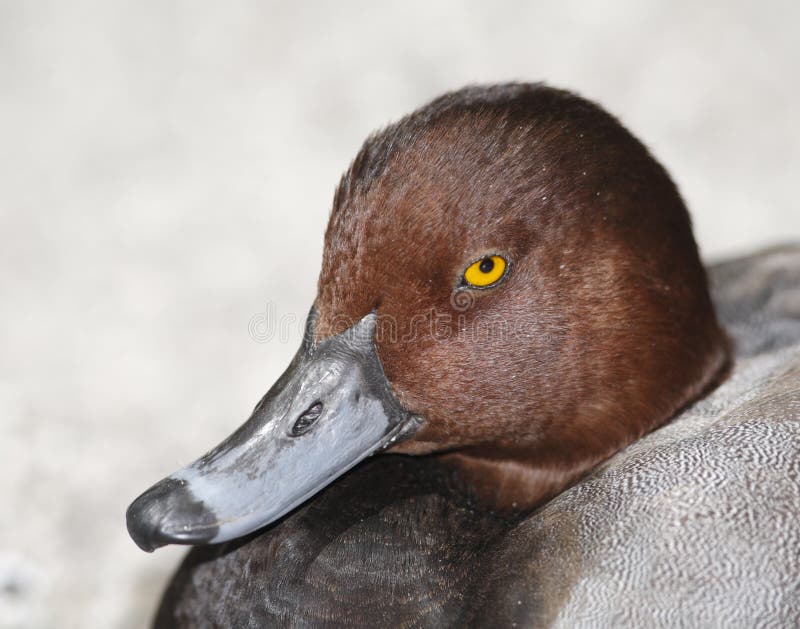 Gele Ogen stock afbeelding. Image of voedsel, leefgebied - 14497625