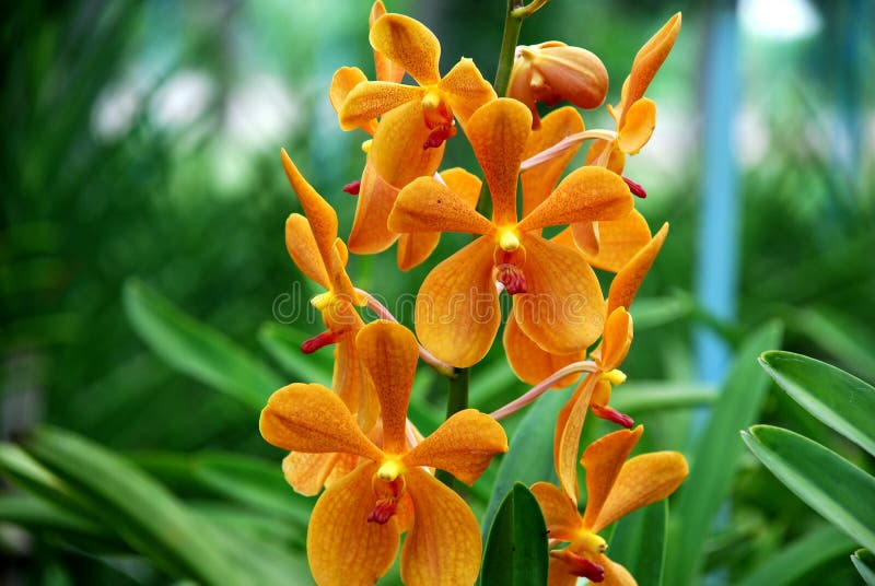 Gele orchidee stock afbeelding. Image of bloem, zwart - 10626327