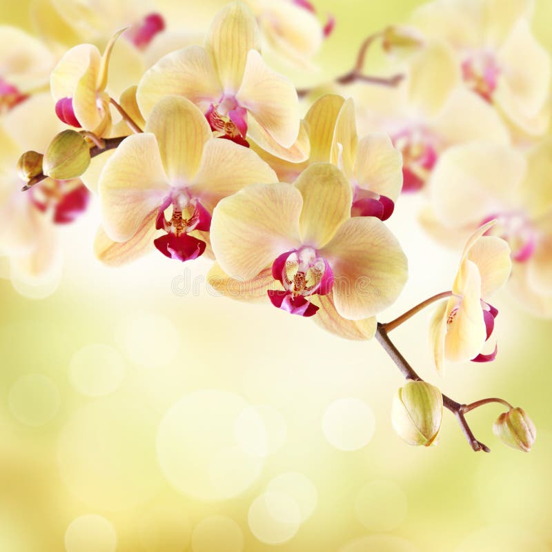 Gele orchidee stock afbeelding. Image of ruimte, naughty - 17759033