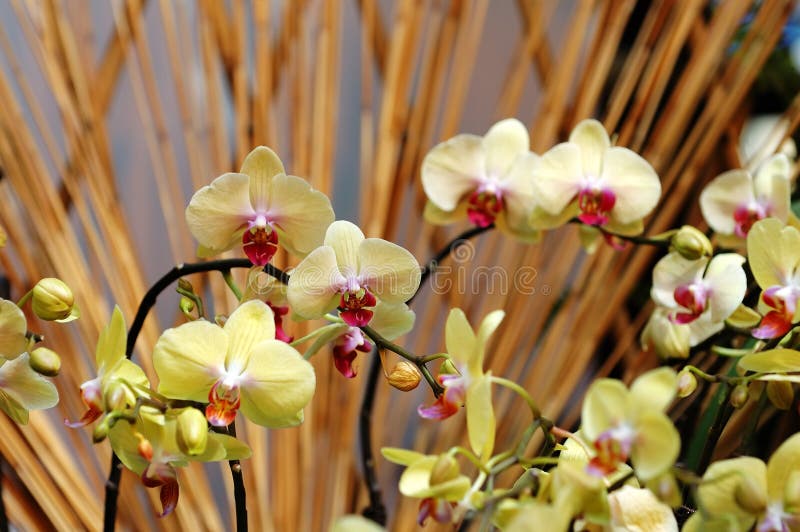 Gele orchidee stock foto. Image of bloem, elegant, geurig - 2262044