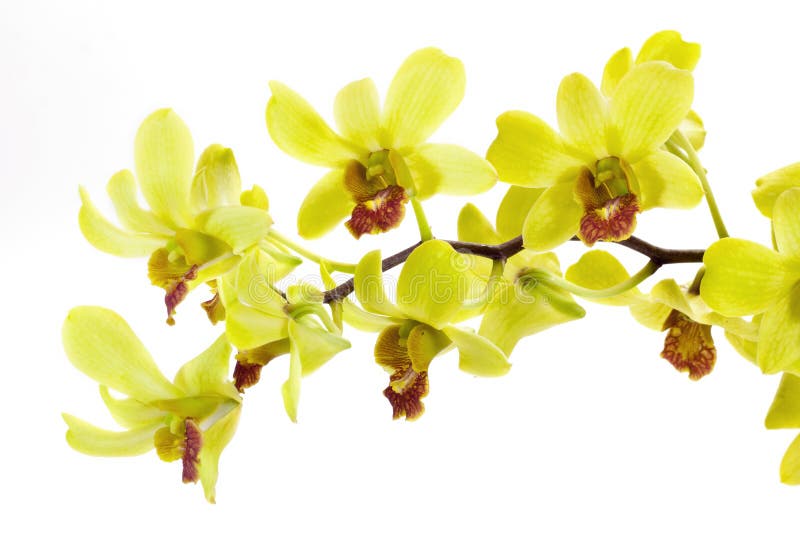 Gele orchidee stock foto. Image of roze, knop, romaans - 25711268