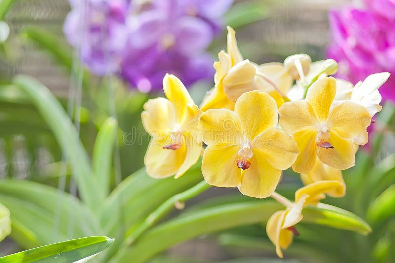 Gele Orchidee stock afbeelding. Image of orchidee, buiten - 41207353