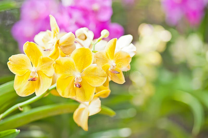 Gele Orchidee stock afbeelding. Image of orchidee, buiten - 41207353