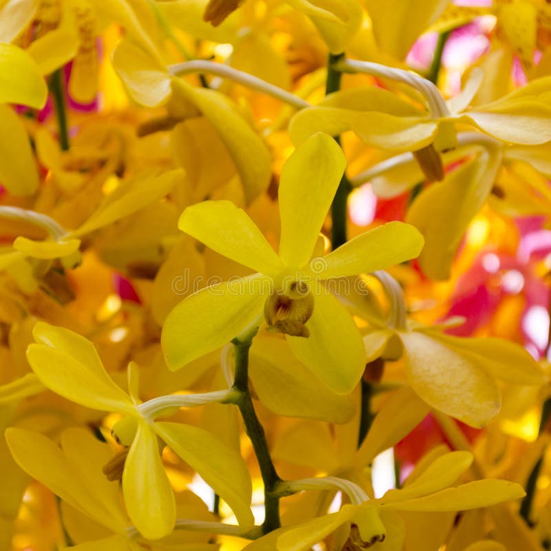 Oncidium Gele Orchidee Op Zwarte Achtergrond Stock Foto - Image of ...