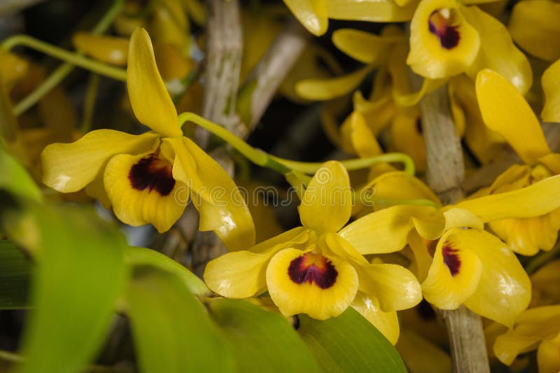Gele Chantaboon Orchidee in De Natuur Stock Afbeelding - Image of groen ...