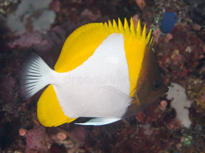 Gele Piramide Butterflyfish Stock Foto - Image of vissen, leven: 35192346