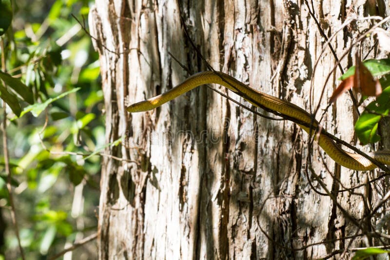 Gele Rattenslang in Een Boom Stock Foto - Image of boom, wild: 51099104